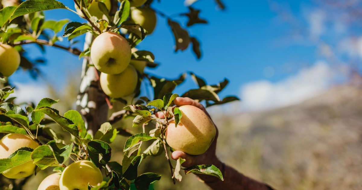 VIP Academy - La tua formazione con Mela Val Venosta